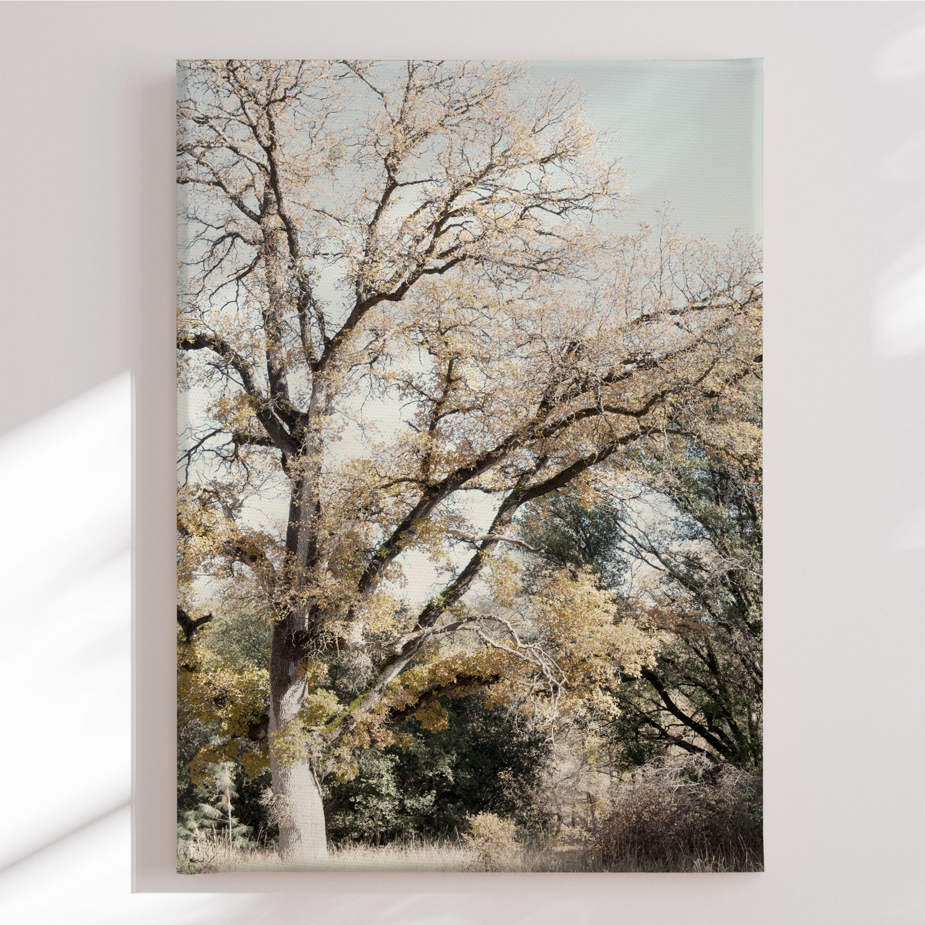 Canvas - Oak Tree - Gemma Bardot - All canvas - Incado